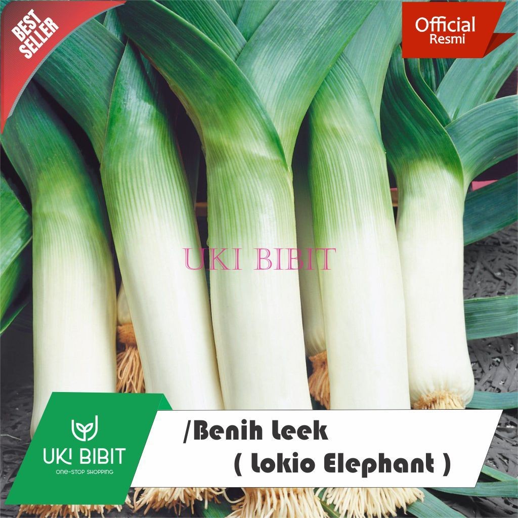 Jual ( 20 Butir ) Benih Leek | Daun Bawang Prei | Lokio Elephant ...