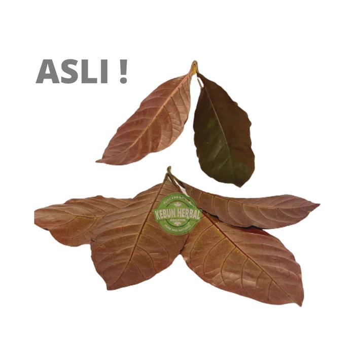 Jual Daun handeuleum atau daun ungu segar | Shopee Indonesia