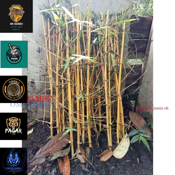 Jual bibit Bambu kuning 1meter berbongol | Shopee Indonesia