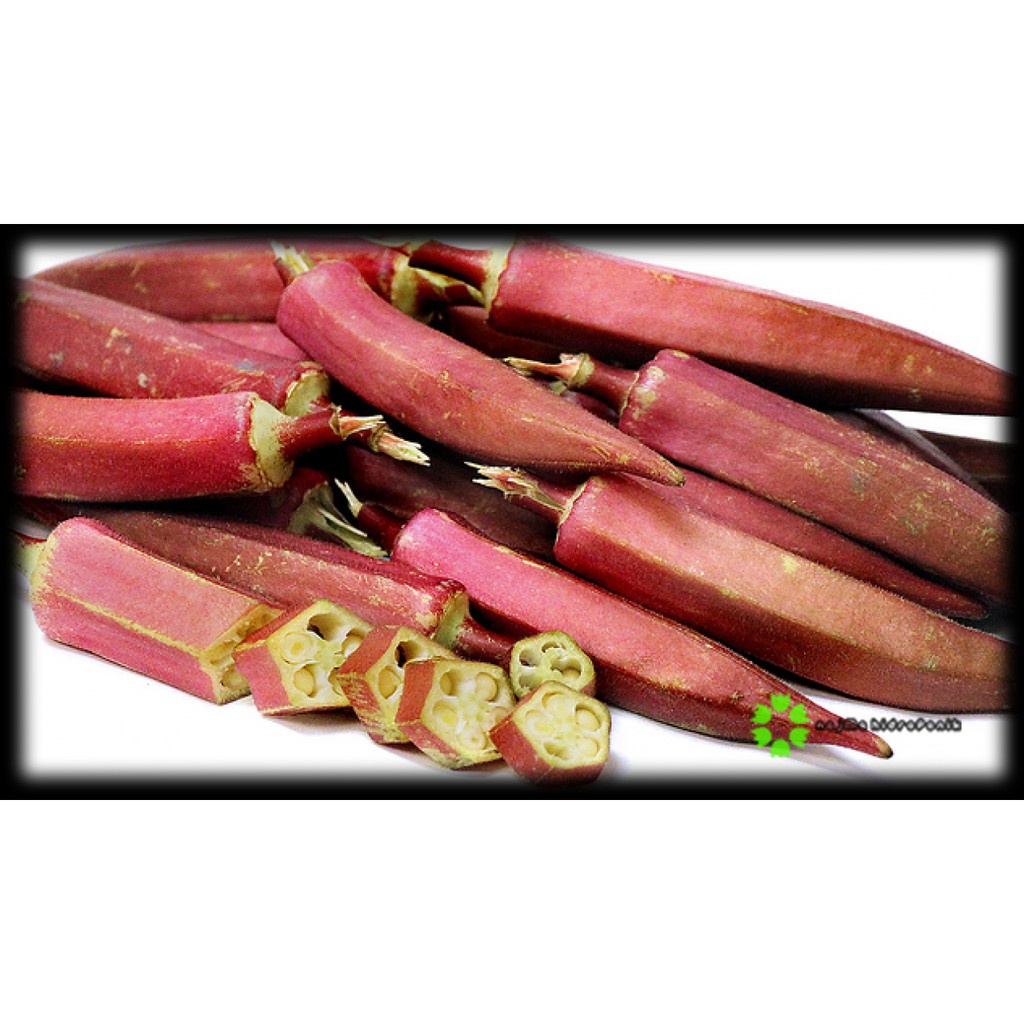 Jual 4 Benih Okra Merah Repacking (Known You) | Shopee Indonesia