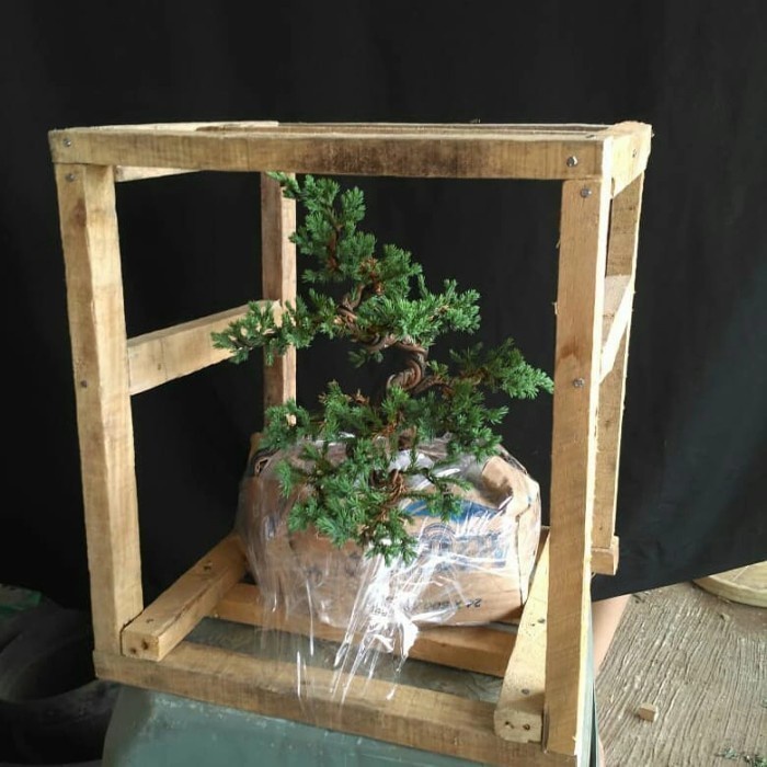Jual Tambahan Peking Kayu Ukuran 15cm Small Gratis Free Dus Full ...