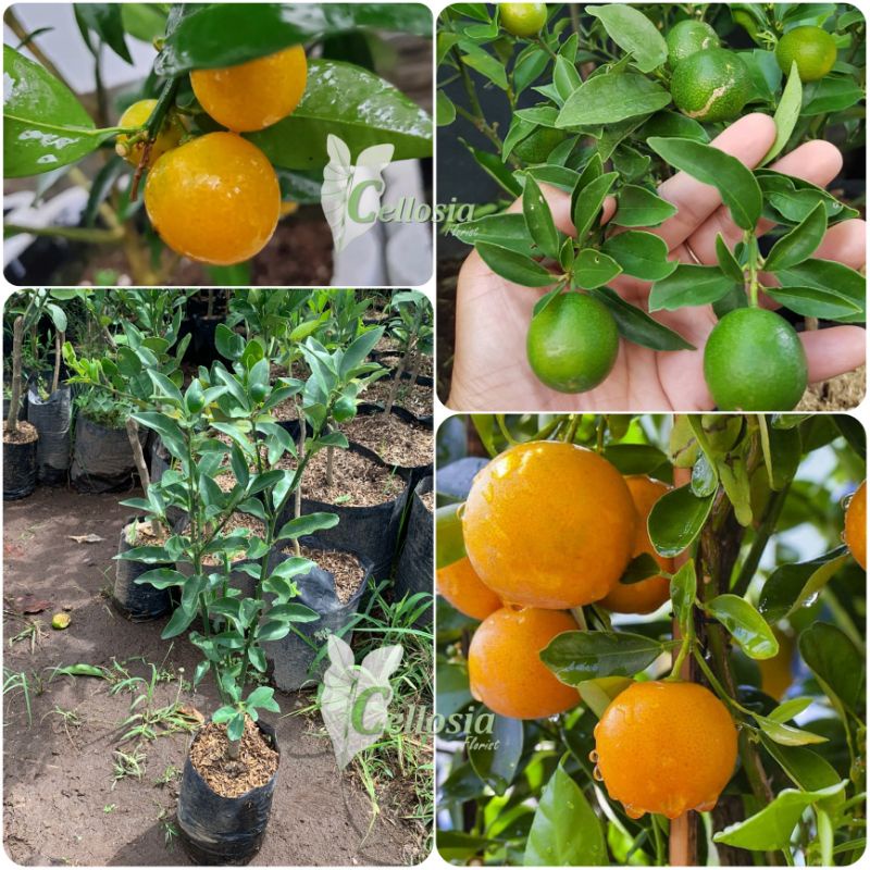 Jual Bibit Jeruk Tongheng Kulit dan Buah Bisa di Konsumsi (Berbuah ...