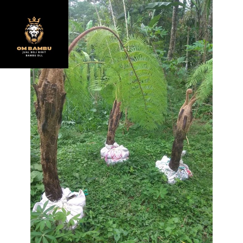 Jual tanaman hias pakis ekor monyet tinggi 1 meter | Shopee Indonesia