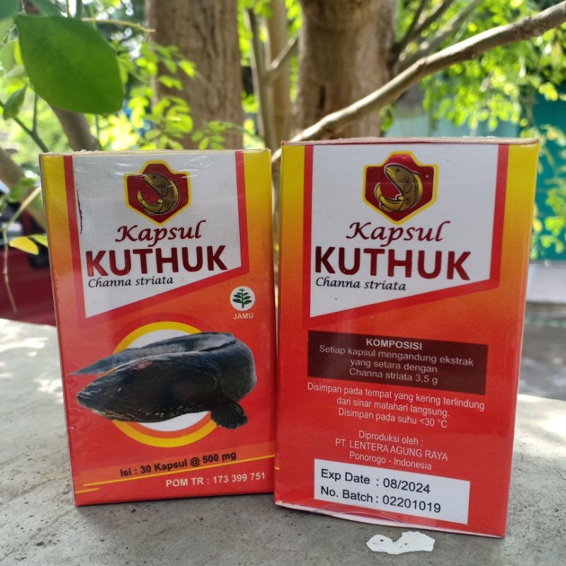 Jual [BEST SELLER] KAPSUL KUTUK PREMIUM QUALITY KUTHUK Albumin Ikan ...