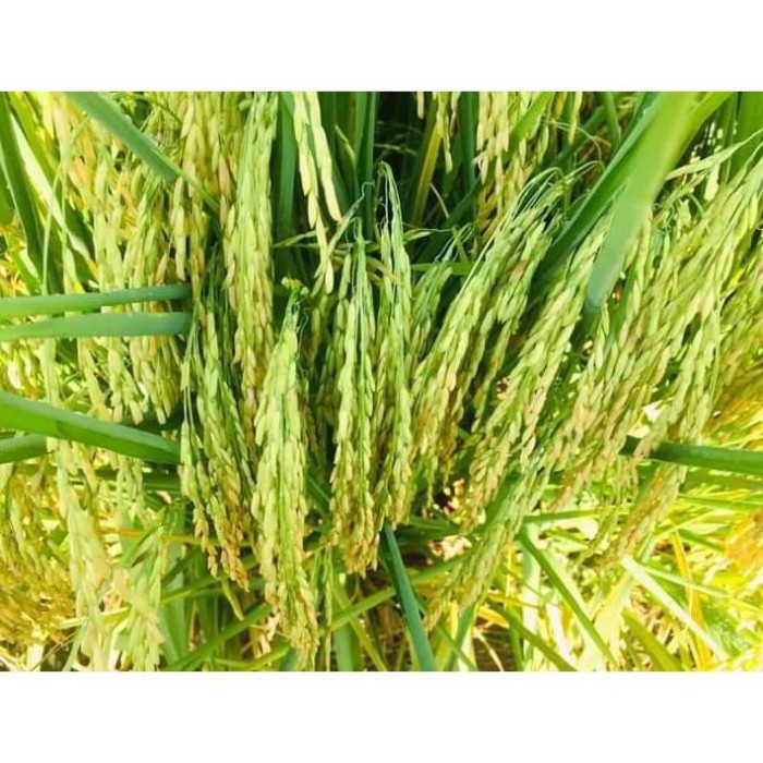 Jual TER BAIK BIBIT PADI UNGGUL MR219 BENIH PADI MR 219 5KG | Shopee ...
