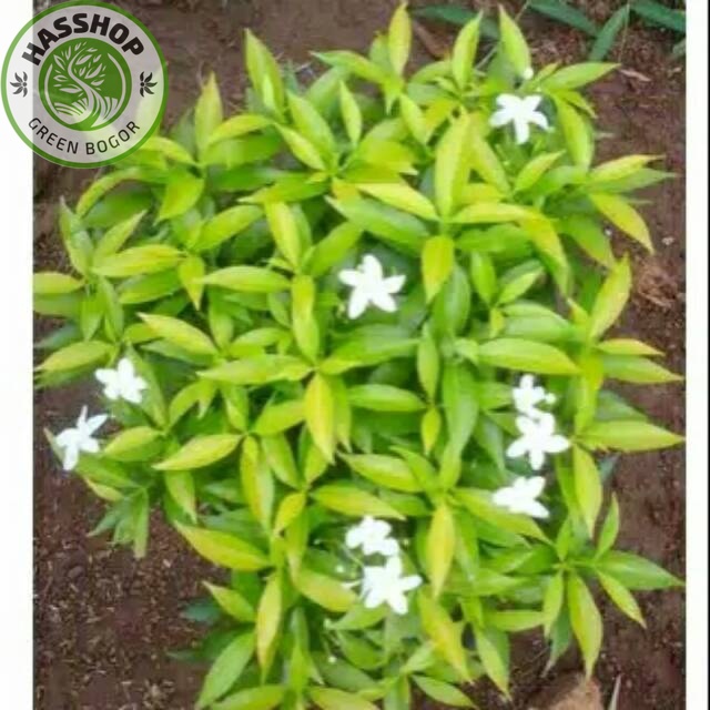 Jual Tanaman Hias Rembosa mini golden Rimbun | Shopee Indonesia