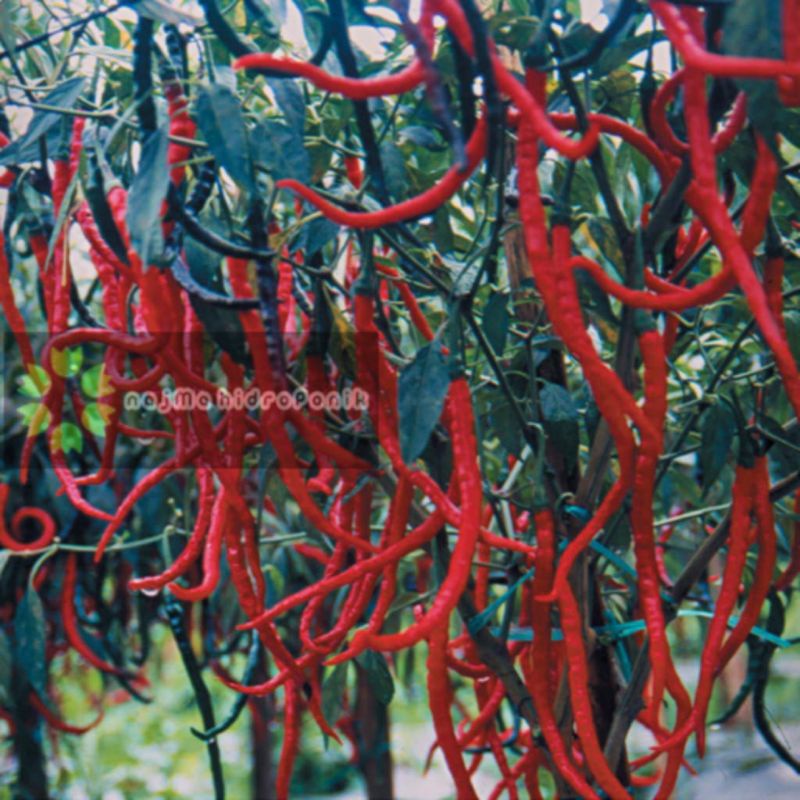 Jual 10 Butir Benih Cabe Keriting Laris Repacking (Panah Merah ...