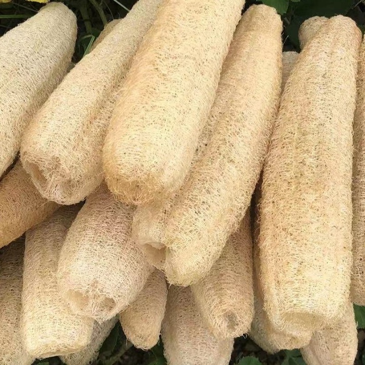 Jual Sponge Loofah Vegetable Spons Gambas Oyong Cuci Piring | Shopee ...