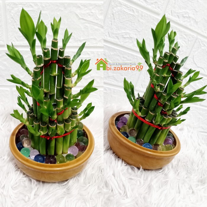 Jual Bambu Hoki Mini Hidrogel/Pajangan /Hiasan/Dekorasi/Meja/Rumah ...