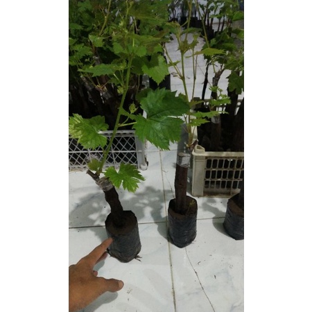 Jual paket anggur import gosv,veles dan new baykonur asli hasil ...