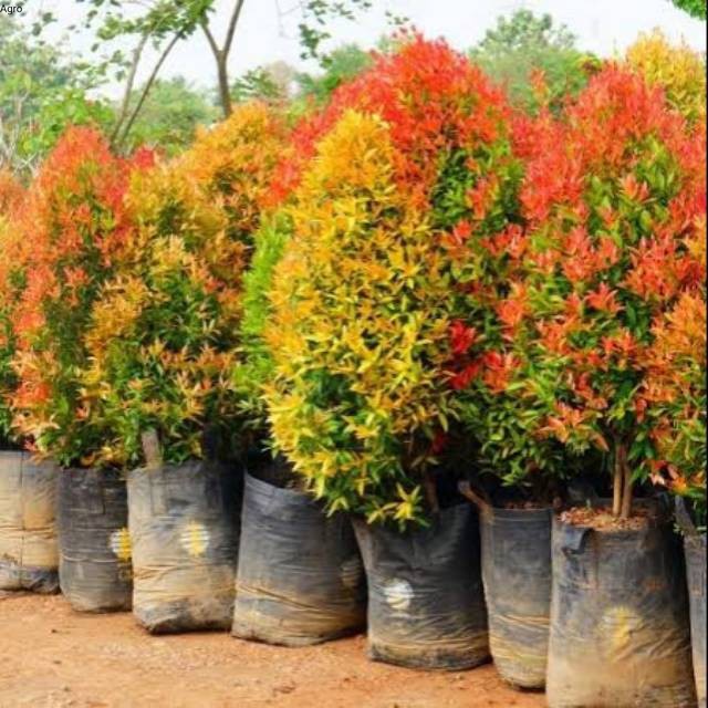 Jual Bibit Pohon Tanaman Pucuk Merah rimbun | Shopee Indonesia