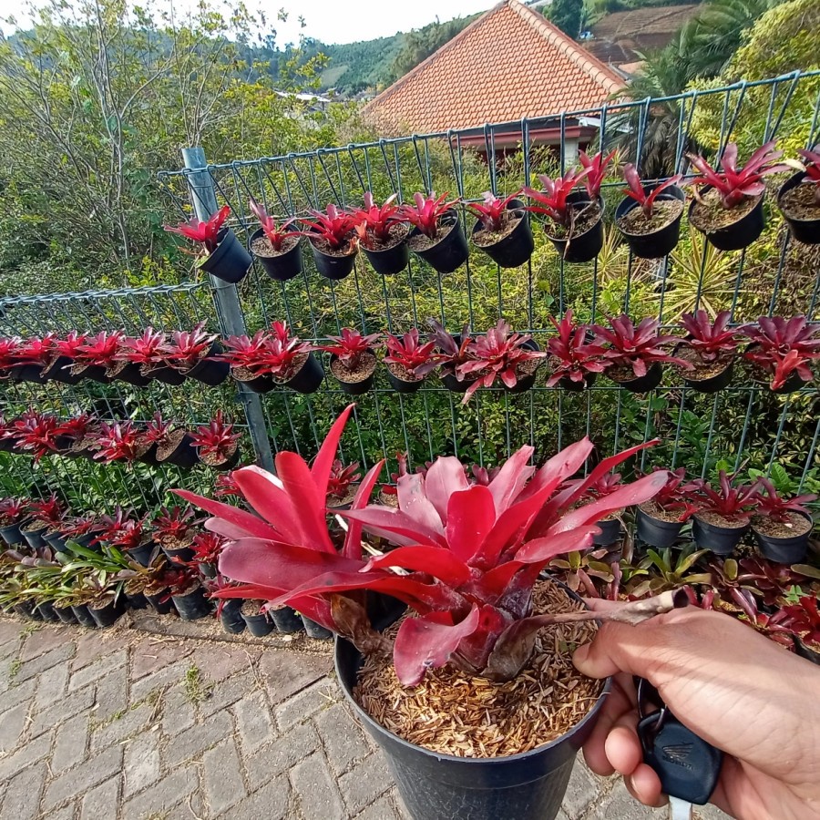 Jual Tanaman Bromelia Lampion - Bromelia Merah - Bromelia Fireball ...