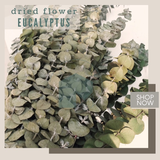 Jual Natural Dried Flower Plants Eucalyptus Silver Dollar Dekorasi ...
