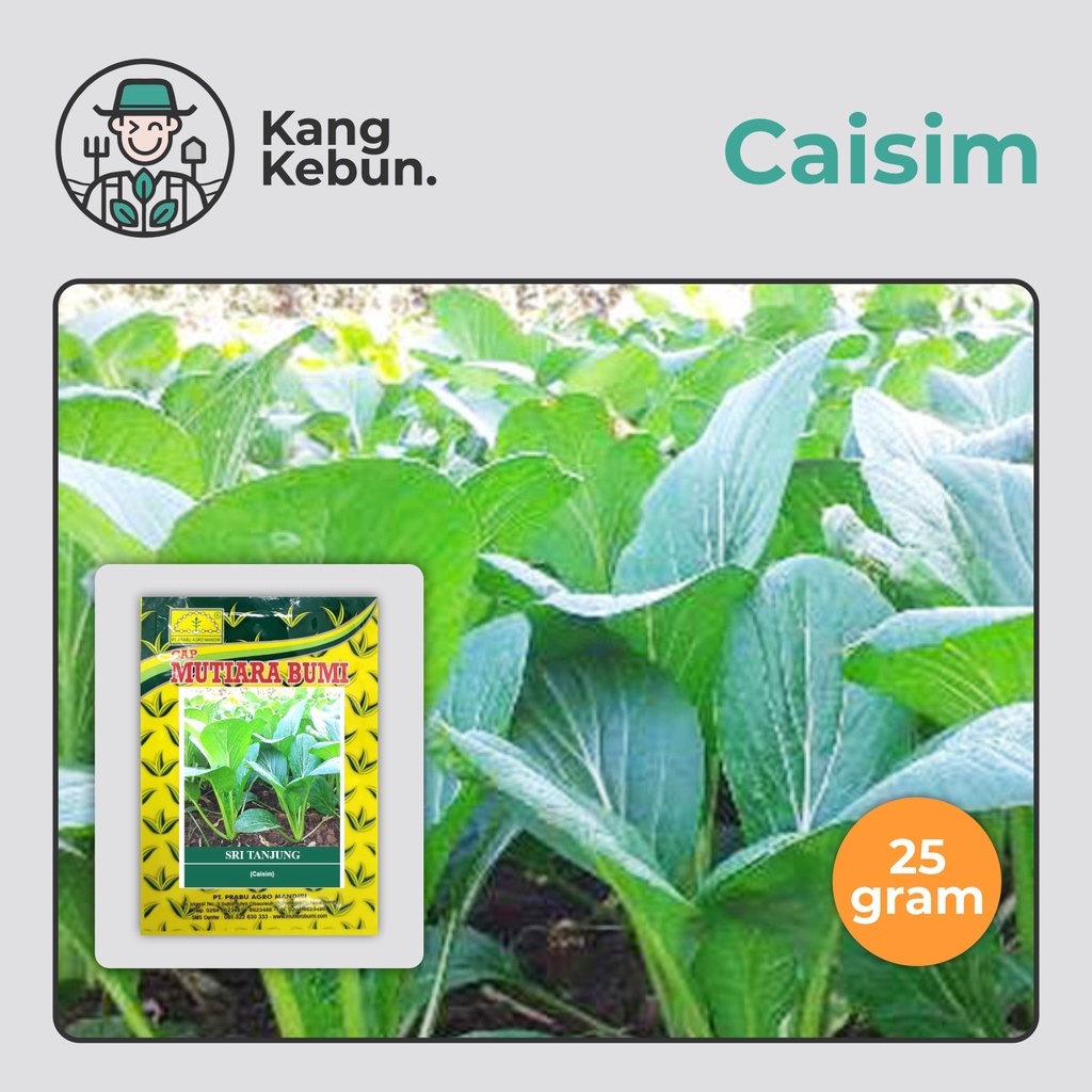 Jual Benih Caisim Sri Tanjung 25 Gram isi 10.000-15.000 biji Cap ...