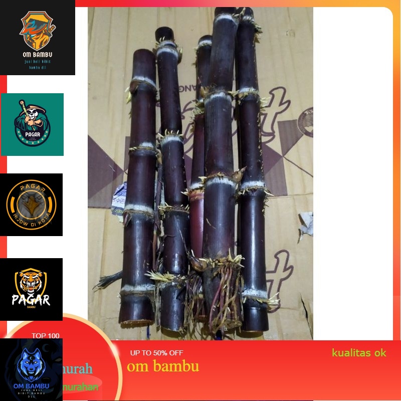 Jual TEBU WULUNG TEBU HITAM TEBU IRENG 40 CM the seris | Shopee Indonesia
