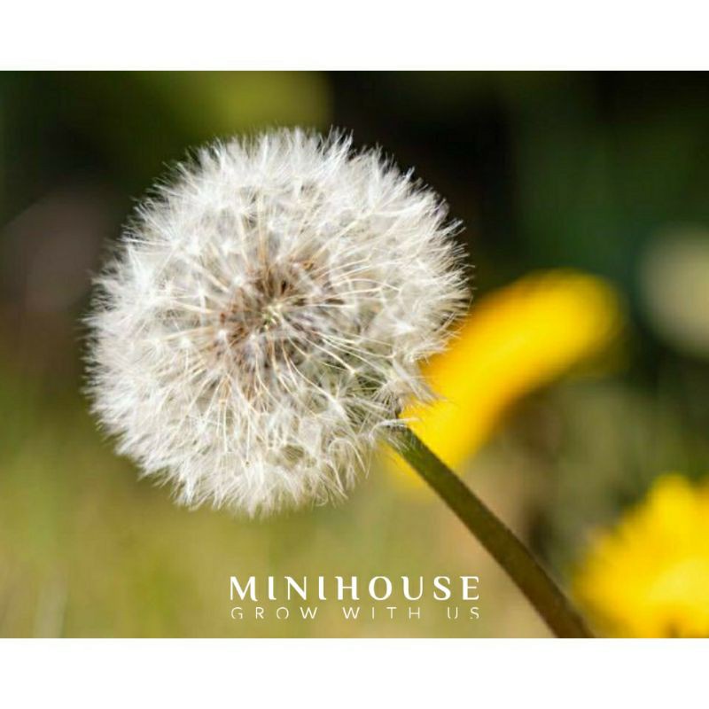 Jual BIJI BIBIT BENIH DANDELION / RANDA TAPAK TARAXACUM | Shopee Indonesia
