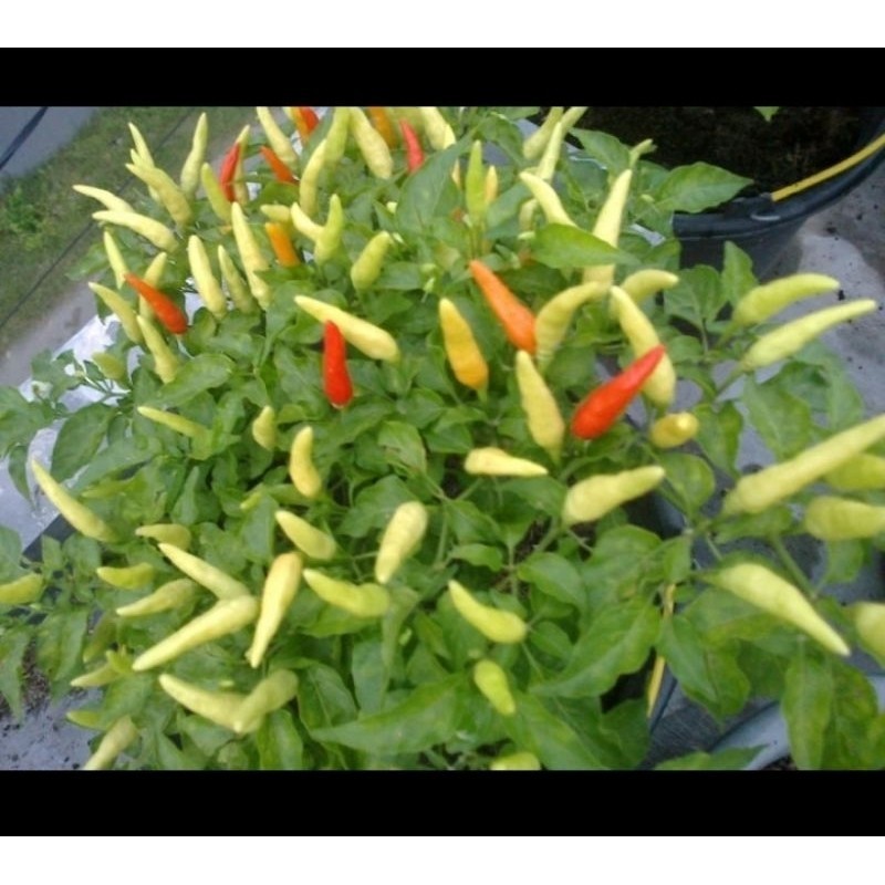 Jual MURAH !!! 500 BENIH CABAI RAWIT SETAN PRENTUL SUPER PEDAS JAWI ...
