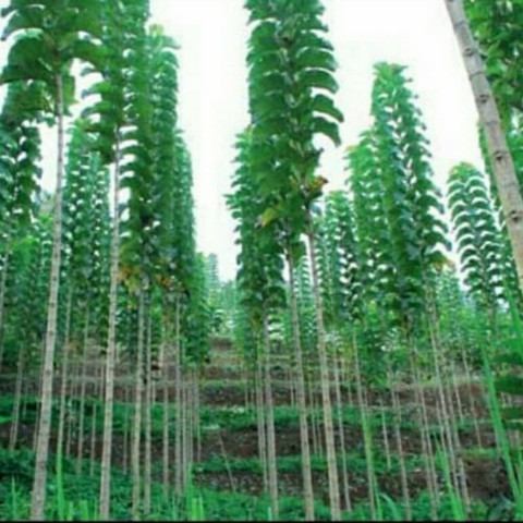 Jual BIBIT POHON JATI SOLOMON SUPER LURUS, PAKET 10 BIBIT | Shopee Indonesia