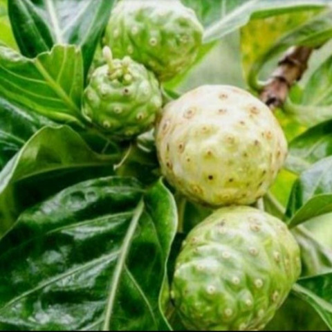 Jual BIBIT POHON MENGKUDU, POHON BENTIS, PACE BANYAK MANFAAT | Shopee ...