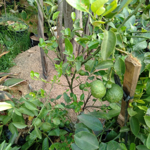 Jual Tanaman Pohon Jeruk Limau / Jeruk Limo Berbuah Tinggi 1meter ...