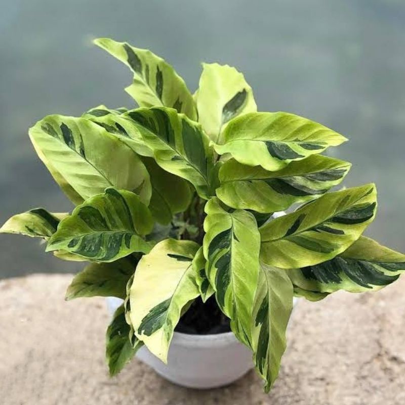 Jual ( BISA COD ) Tanaman Hias Calatea Tisu Golden / Bunga Hias ...