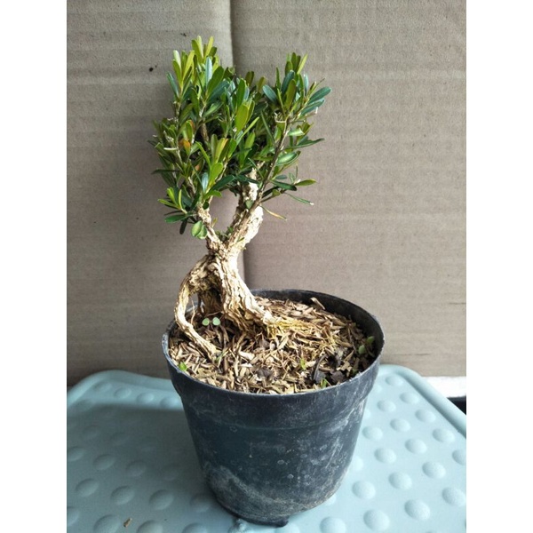 Jual tanaman bonsai mini boxsus (Buxus sempervirens) boksus pohon kecil ...