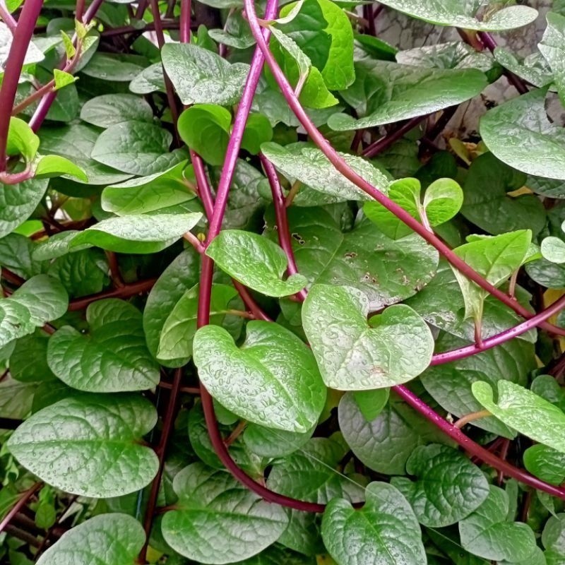 Jual New Promo promo 250 gram Daun Binahong Merah segar COD | Shopee ...