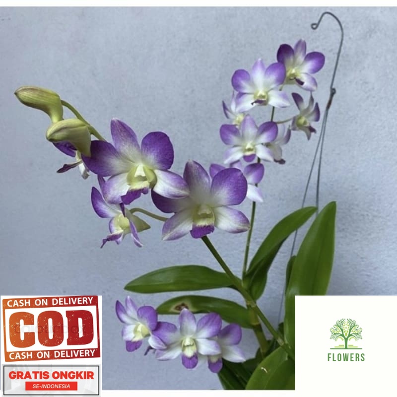 Jual Seedling Anggrek Dendrobium Hybrid Indonesia Raya Purple (BISA COD ...