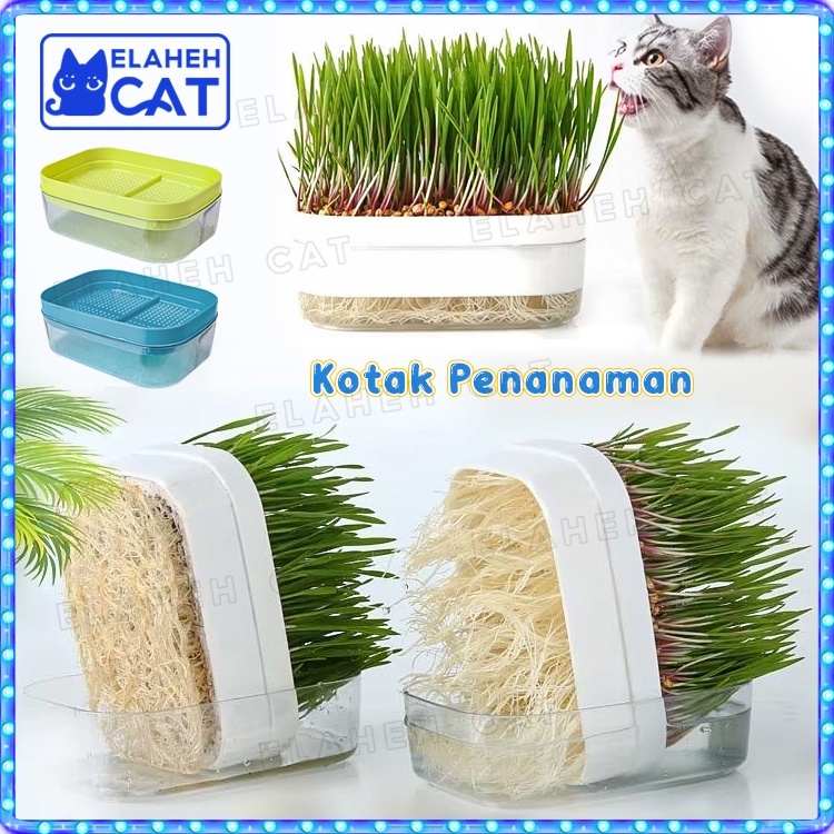 Jual Rumput Kucing Hidroponik Paket Lengkap Cat Grass Tanpa Tanah Benih ...