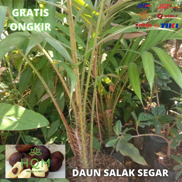 Jual Daun Salak Segar 1kg Terbaru Shopee Indonesia