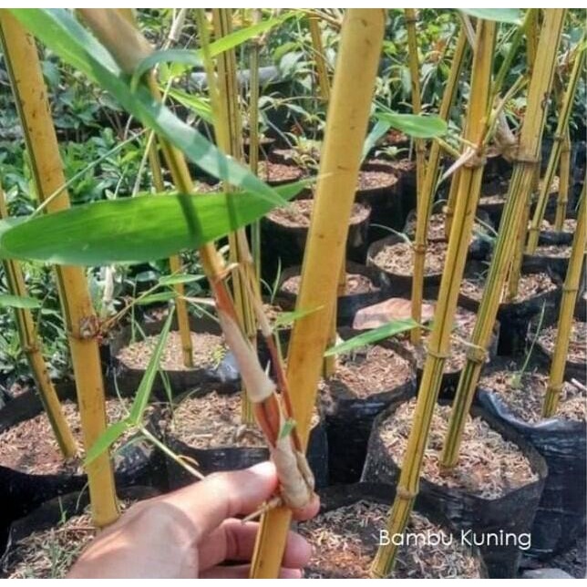 Jual Bibit bambu penangkal setan/Hiasan rumah/ Bambu hiasan/ Bambu kuning asli | Shopee Indonesia