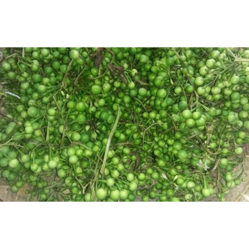 Jual Buah Cepokak atau Takokak 500 gram | Shopee Indonesia