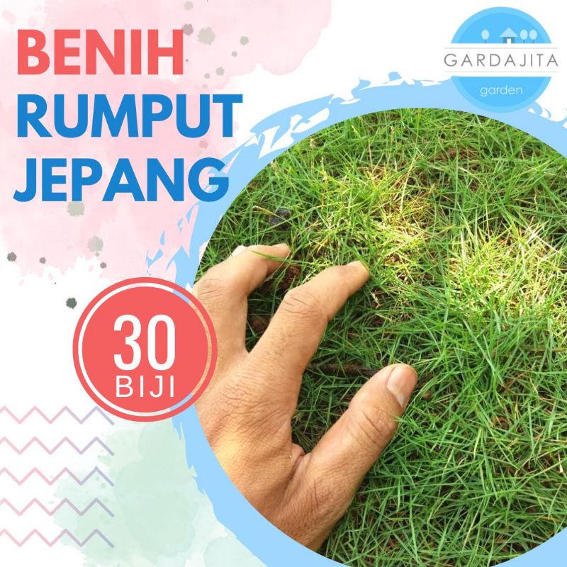 Jual Benih RUMPUT JEPANG isi-30 Biji Bibit | Shopee Indonesia