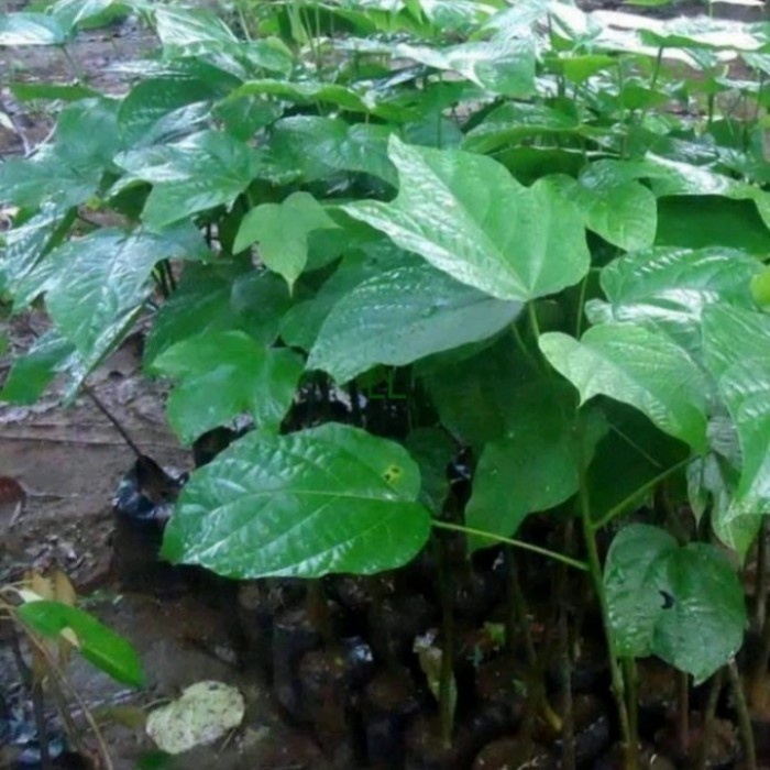 Jual paket 5 bibit tanaman buah kluwek atau picung siap tanam | Shopee ...