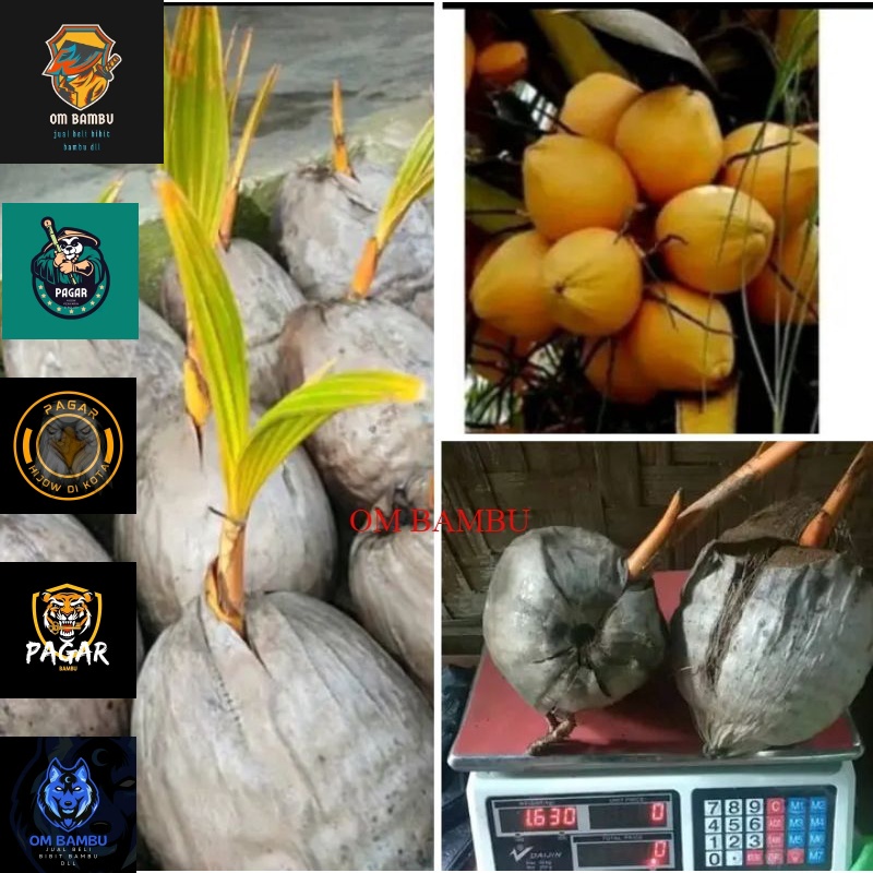 Jual bibit kelapa gading kuning hibrida | Shopee Indonesia