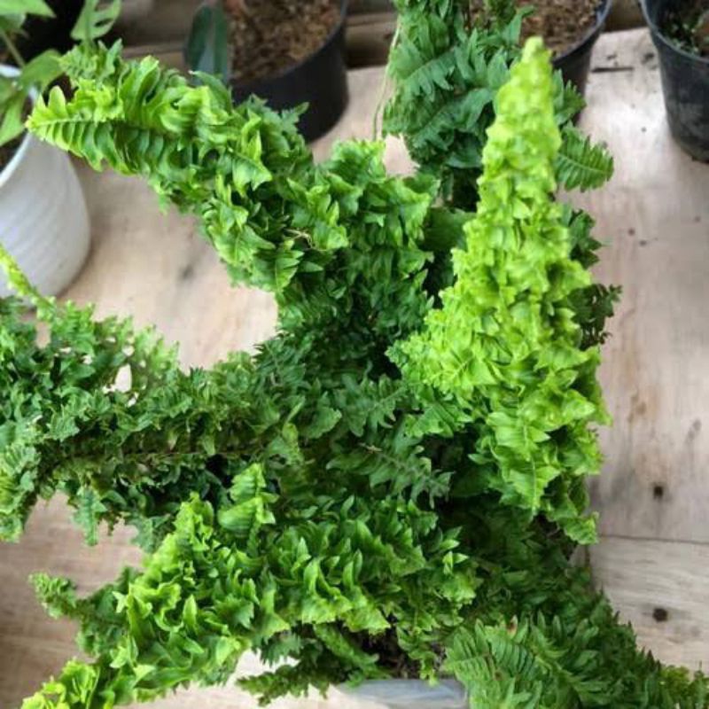 Jual Pakis / paku kriwil / Paku gunung / suplir curly tanaman hias ...