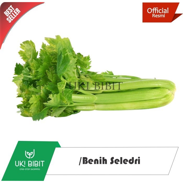 Jual ( 100 Gram ) Benih Biji Seledri Batang Besar Celery Tall Utah ...