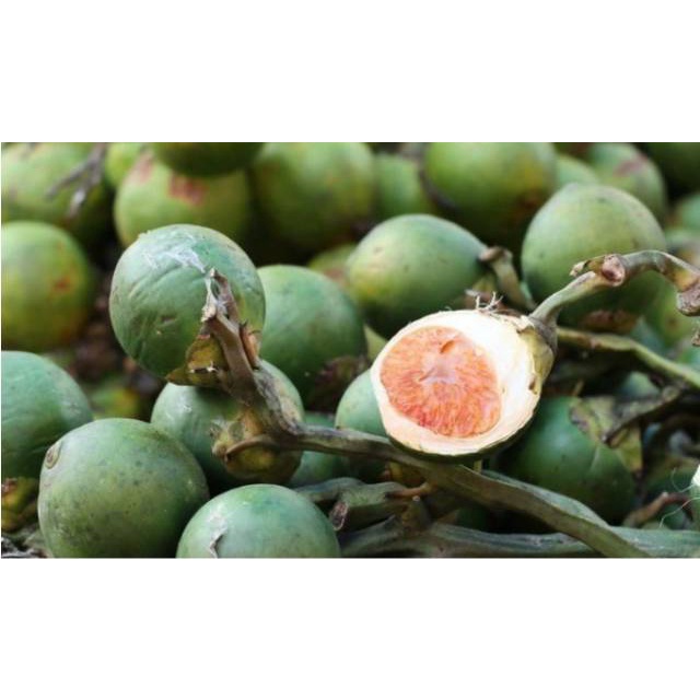 Jual OBAT HERBAL BUAH PINANG MUDA / JAMBE SEGAR 500gr | Shopee Indonesia