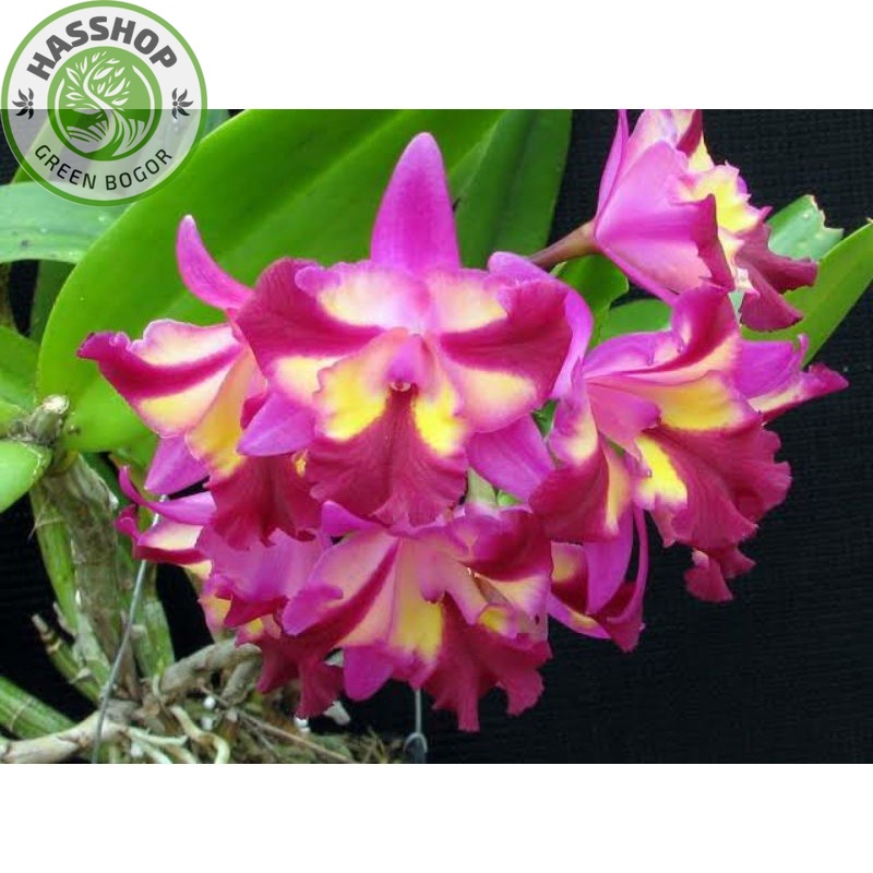 Jual Promo!!! BISA COD Anggrek Cattleya Sogo Doll Little Princess ...