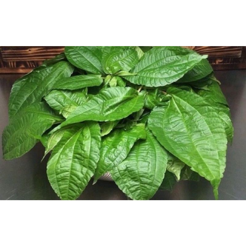 Jual Daun pohpohan atau lalapan,per 1kg | Shopee Indonesia