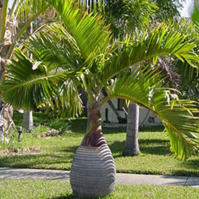 Jual Tanaman Hias Hidup Palem Botol/Bottle Palm | Shopee Indonesia