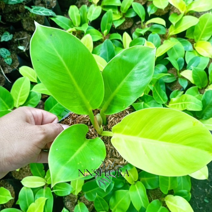Jual tanamna hias philo lemon - tanaman taman | Shopee Indonesia