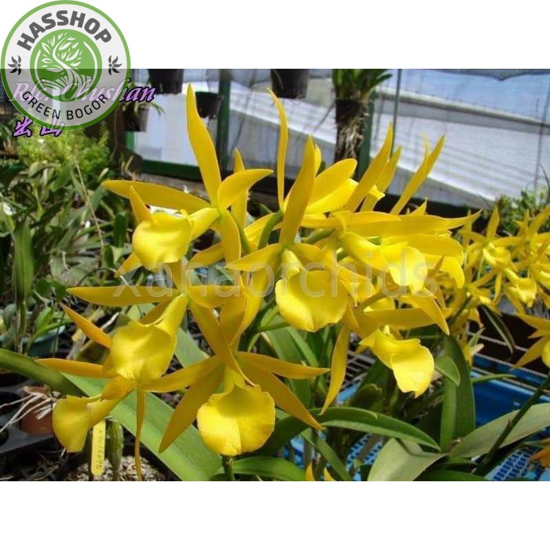 Jual Promo!!! BISA COD Anggrek cattleya Rlc Chusan | Shopee Indonesia