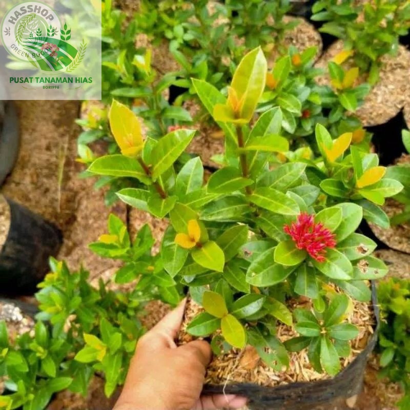 Jual Tanaman Soka India, Tanaman hias sika india, pohon soka india ...