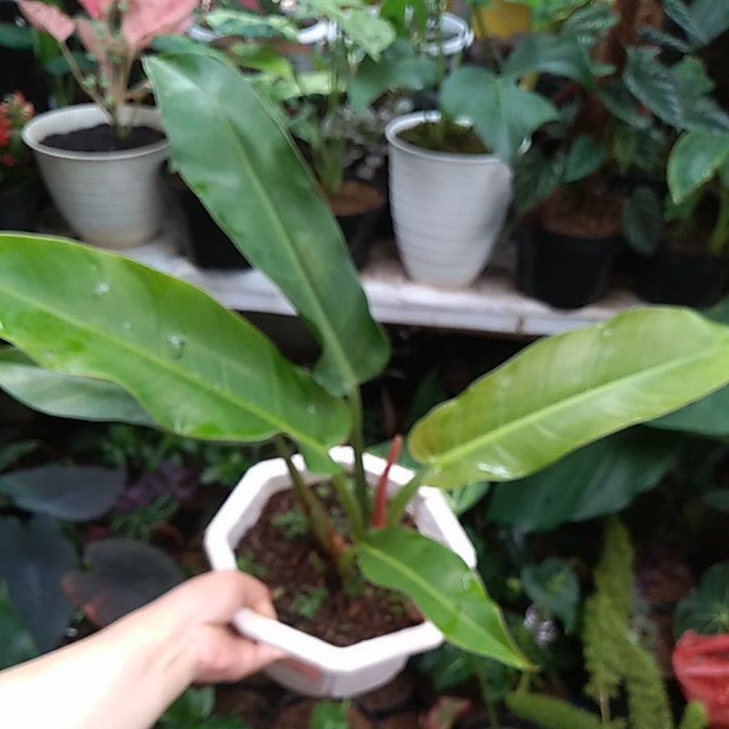 Jual TANAMAN HIAS PHOLODENDRON GRAND CARDINAL/GRAND EMERAL ORY | Shopee ...