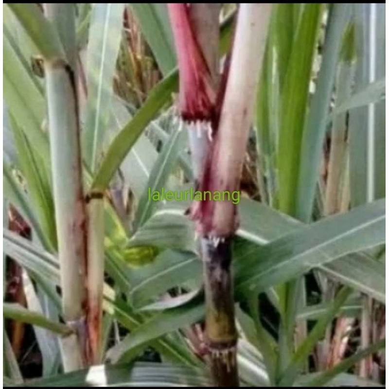 Jual Promo Bibit Telur Tebu, Bibit Terubuk Sayur | Shopee Indonesia
