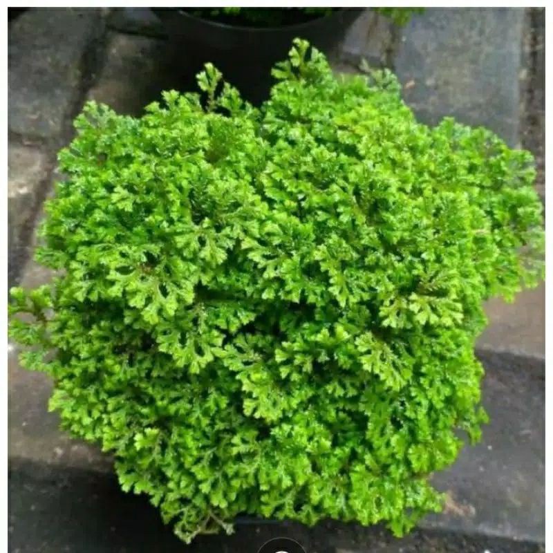Jual POHON ANDE ANDE LUMUT LUMUT AMBON-tanaman ande ande lumut | Shopee ...
