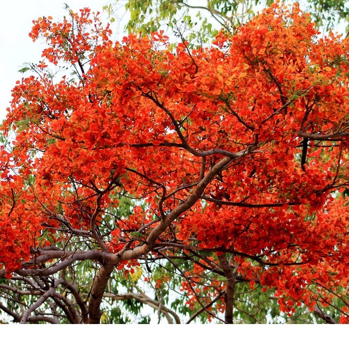 Jual Bibit Tanaman pohon Bunga tabebuya Merah-pohon sakura tabebuya ...