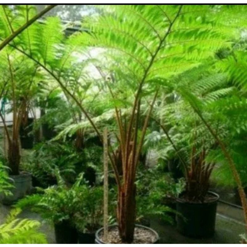 Jual pakis paku tiang/pakis merah 1metr | Shopee Indonesia