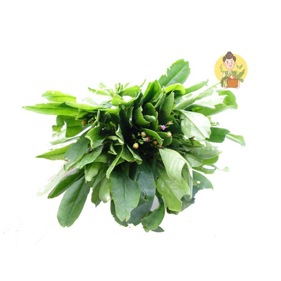 Jual Daun Gingseng 250 gr - Sayur Segar Instan Malang | Shopee Indonesia